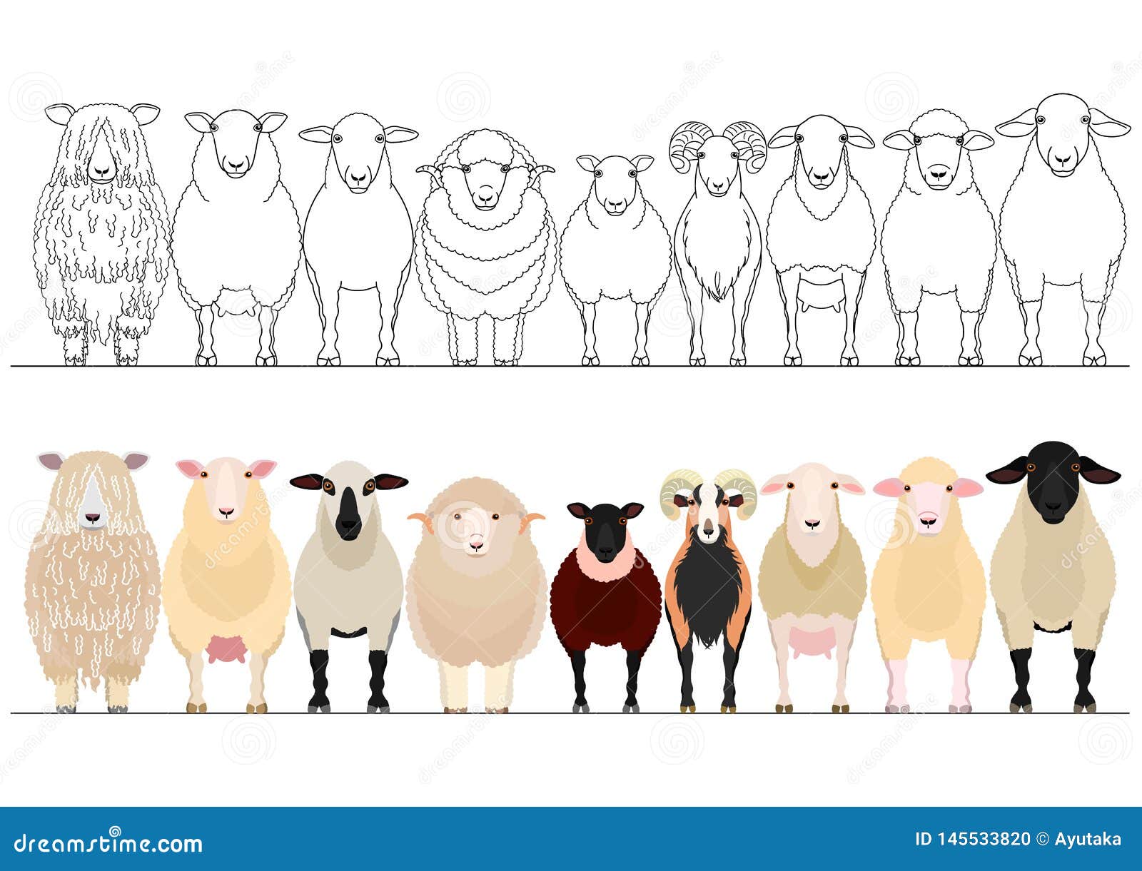 Various Domestic Sheep in a Row Stock Vector - Illustration of fiber ...