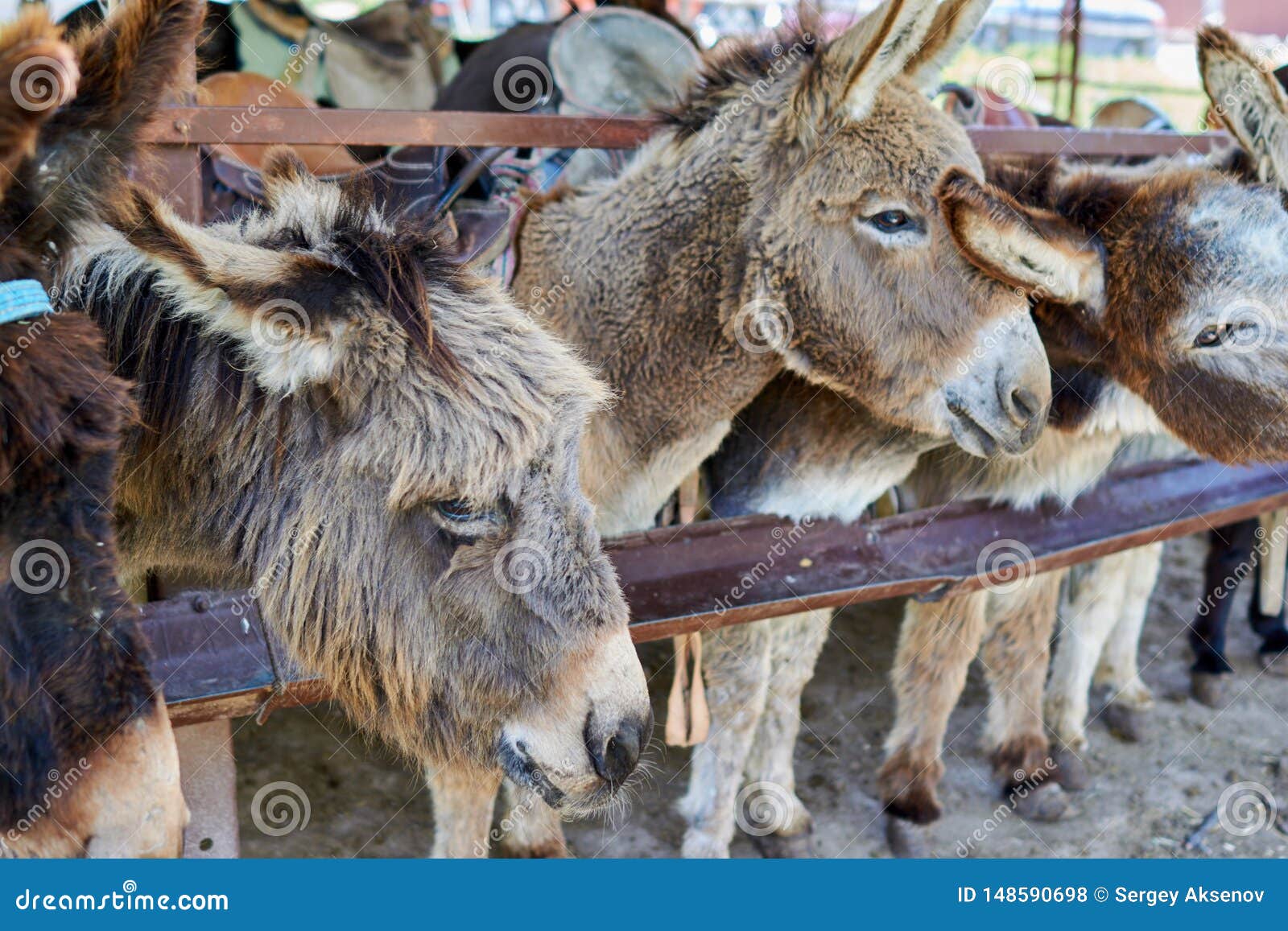 Donkeys on the Farm Outdoors Stock Photo - Image of domestic, summer ...