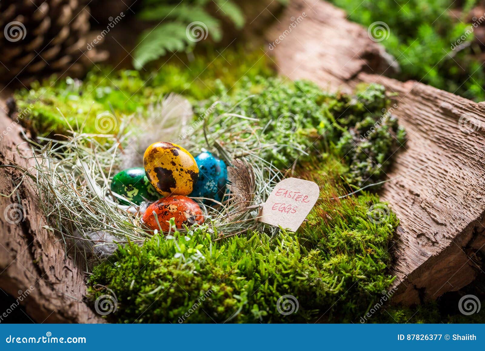 Various Easter Eggs in Forest at Sunrise Stock Image - Image of natural ...