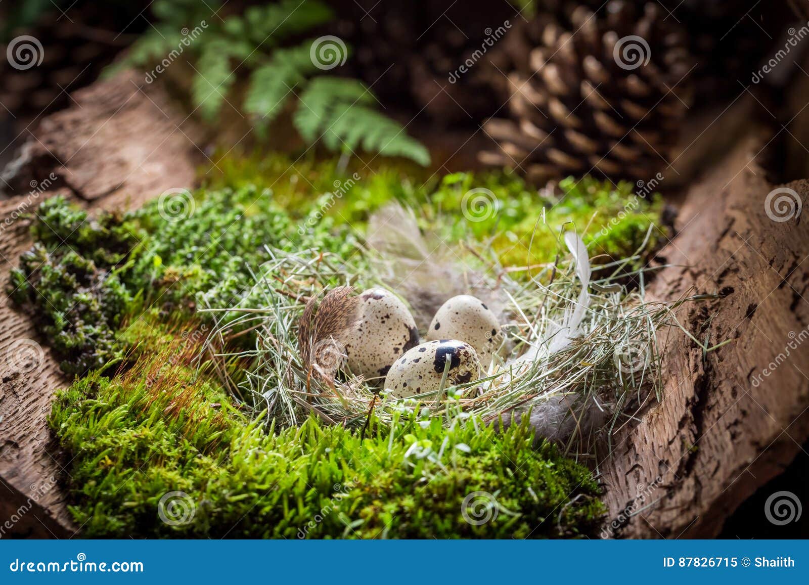 Various Eggs for Easter in Forest at Sunrise Stock Image - Image of ...