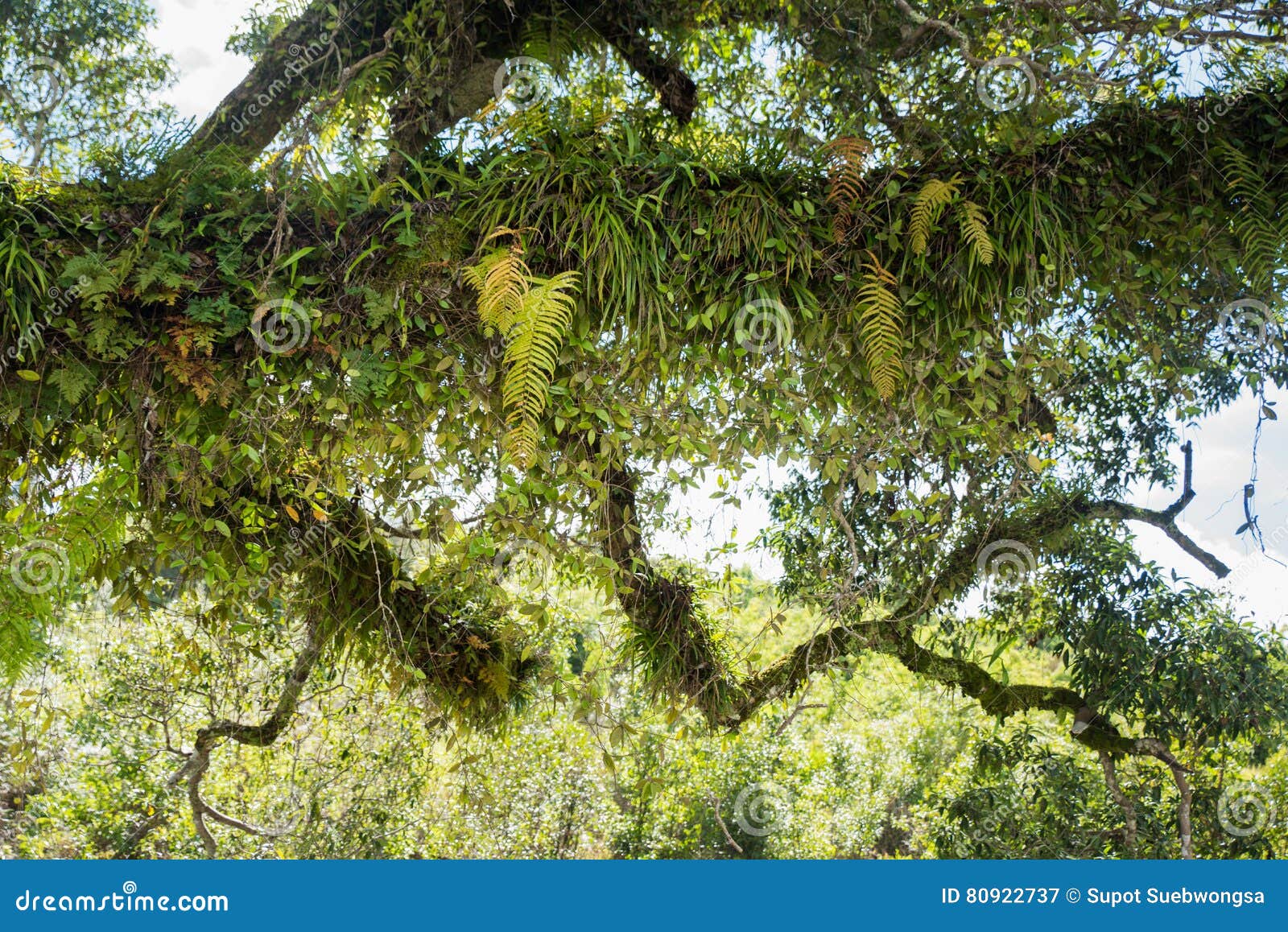 Various Epiphyte on trees stock image. Image of forest - 80922737