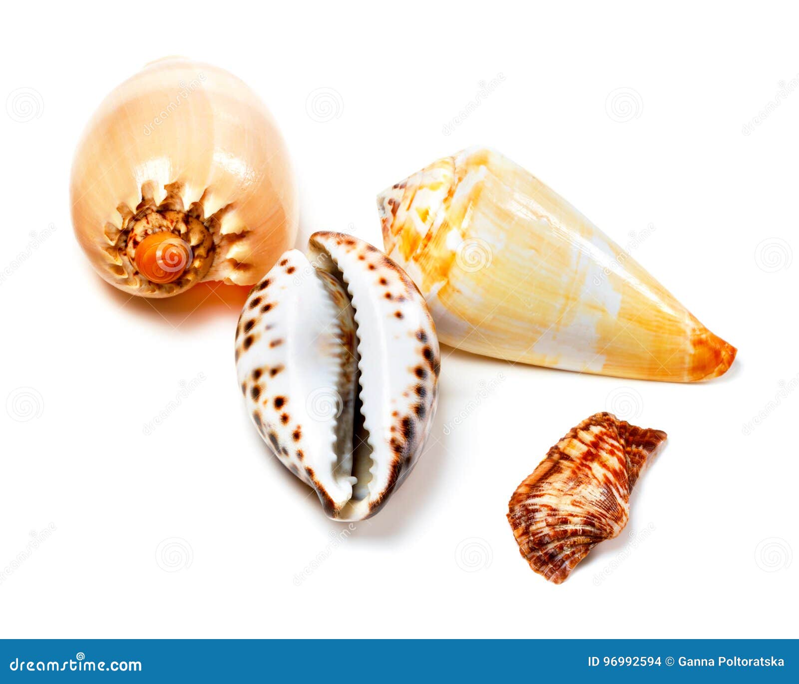 Various of Exotic Seashells on White Stock Photo - Image of cone, conch ...