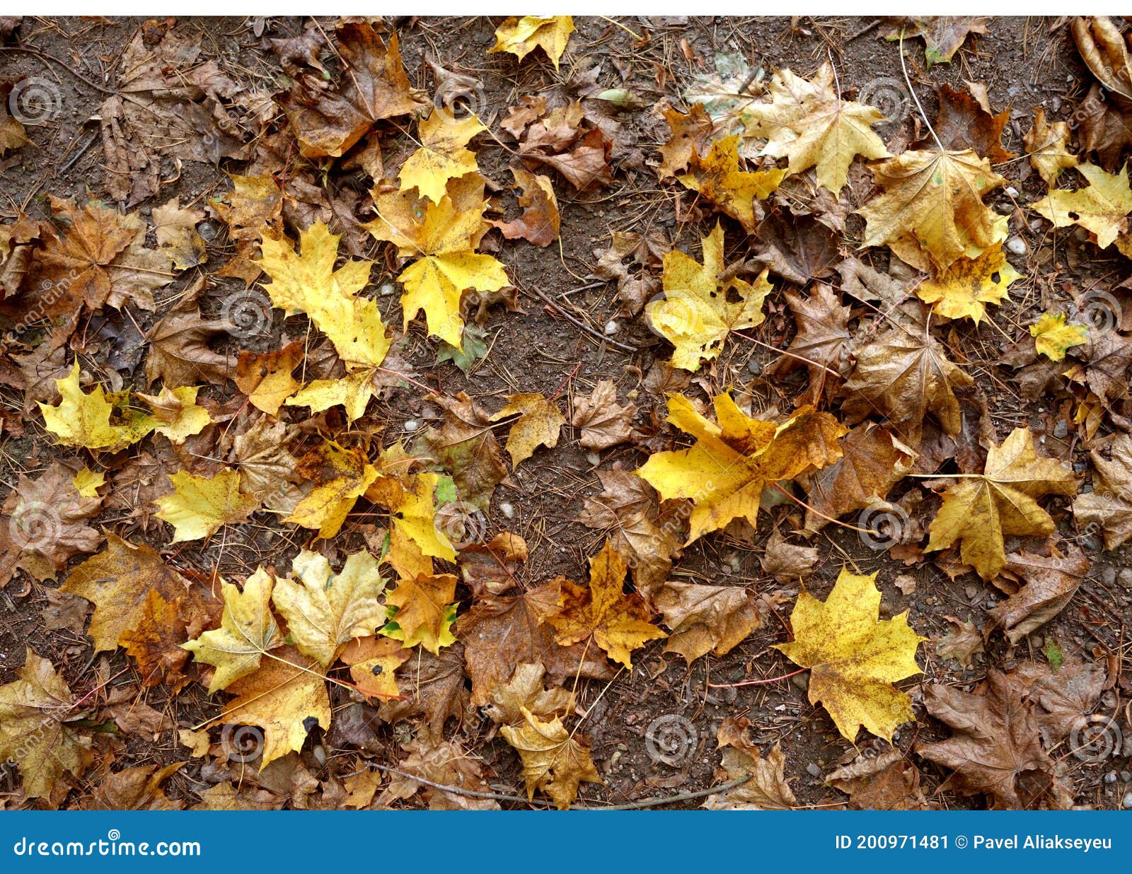 Various Fallen Leaves on Ground Stock Image - Image of landscape ...