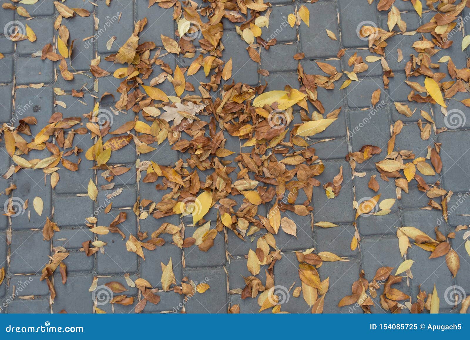 Various Fallen Leaves on Pavement in October Stock Image - Image of ...
