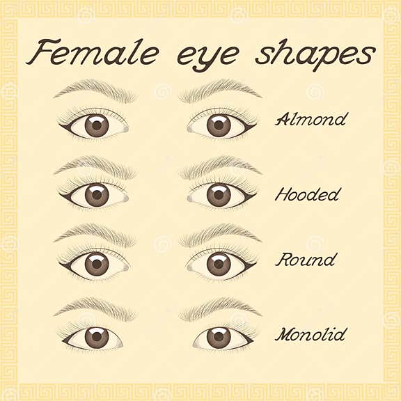 Various female eye shapes. stock vector. Illustration of frame - 155410264