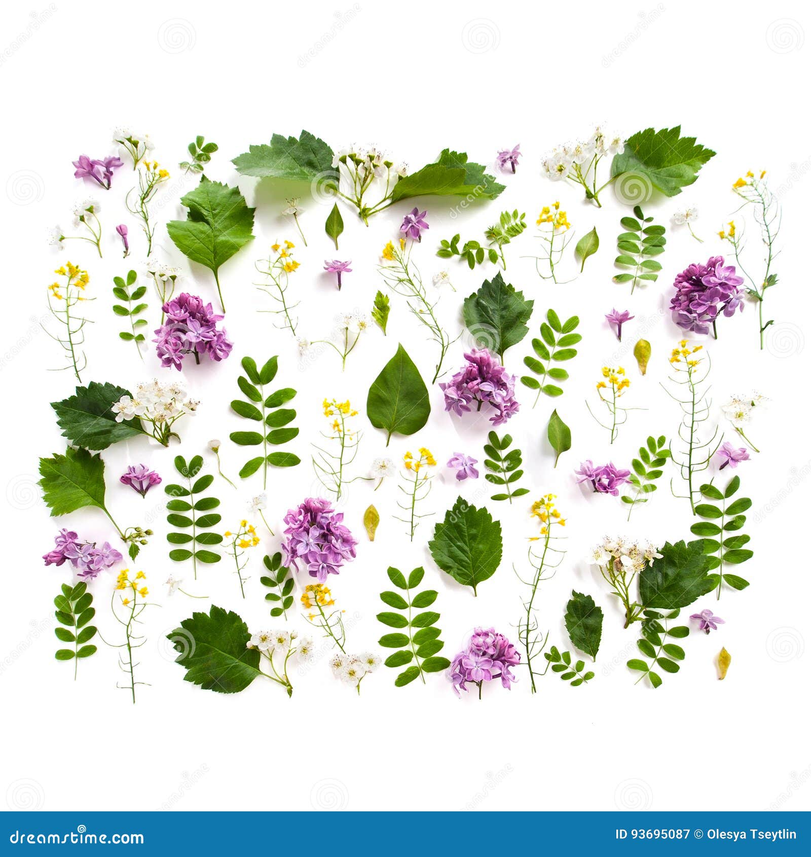 Various Field Plants and Lilac Flowers Lined with a Rectangle on Stock ...