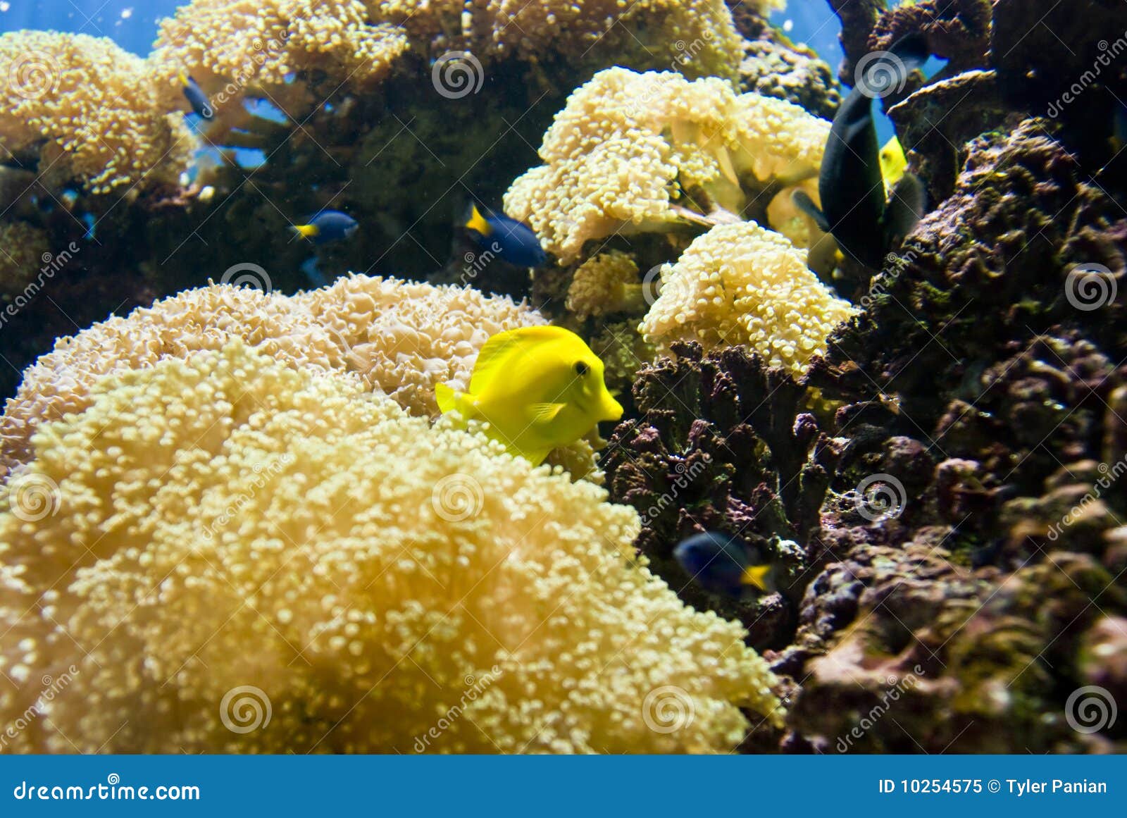 Various Fish in a Coral Reef Stock Image - Image of reef, couple: 10254575
