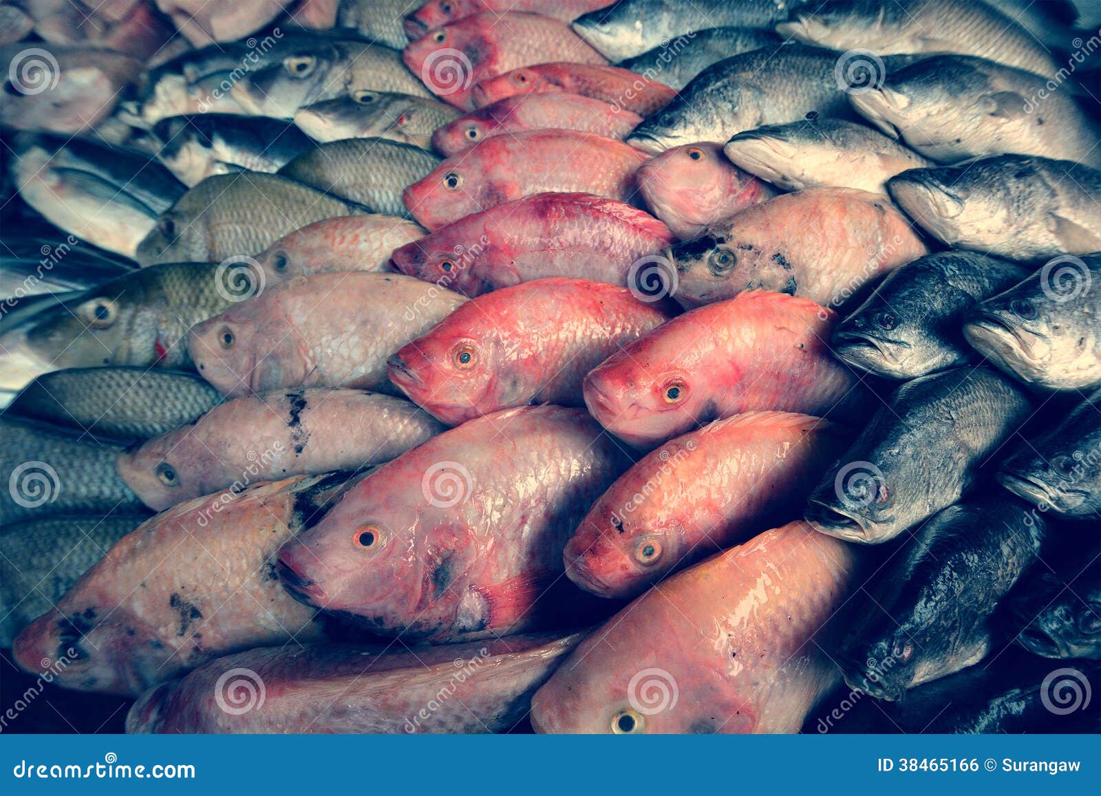 Various Fish Species At `cretaquarium` In Heraklion, Crete - Greece ...