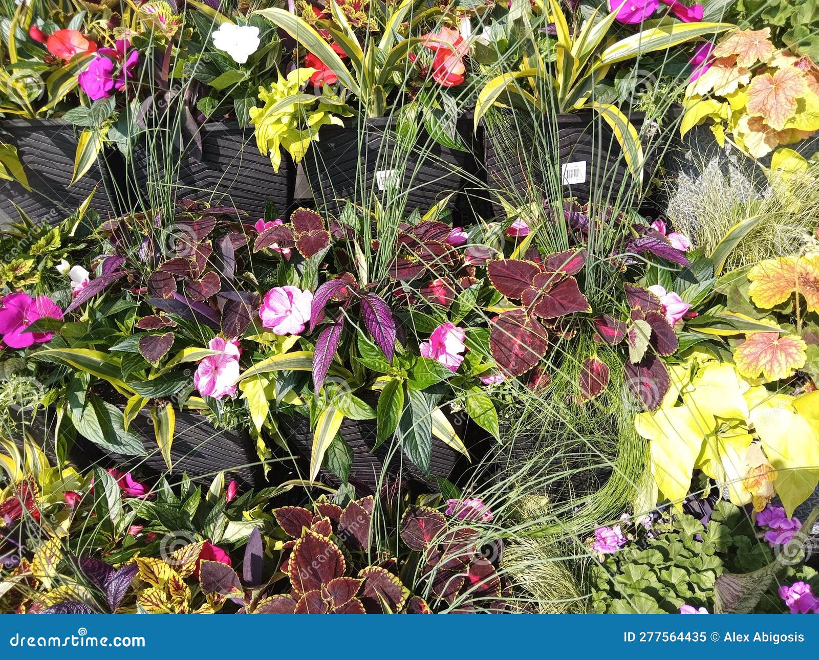 Various Flowers and Plants Up Close for Texture and Detail Editorial ...