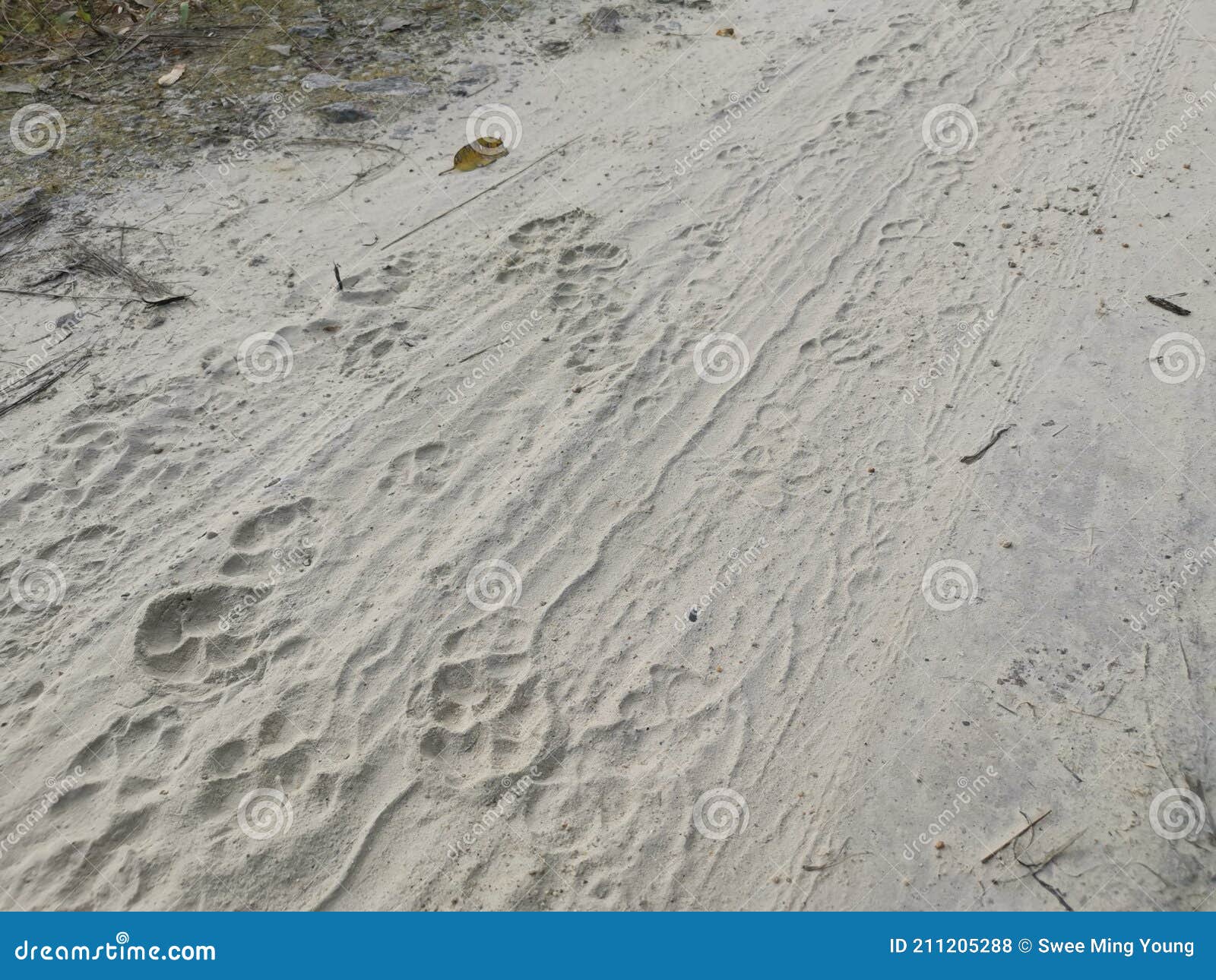 Various Foot Mark Trails on the Rural Sandy Road. Stock Photo - Image ...