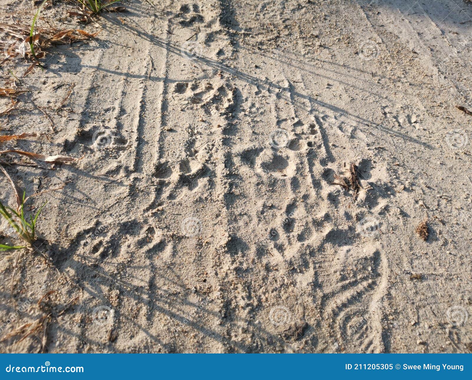 Various Foot Mark Trails on the Rural Sandy Road. Stock Image - Image ...