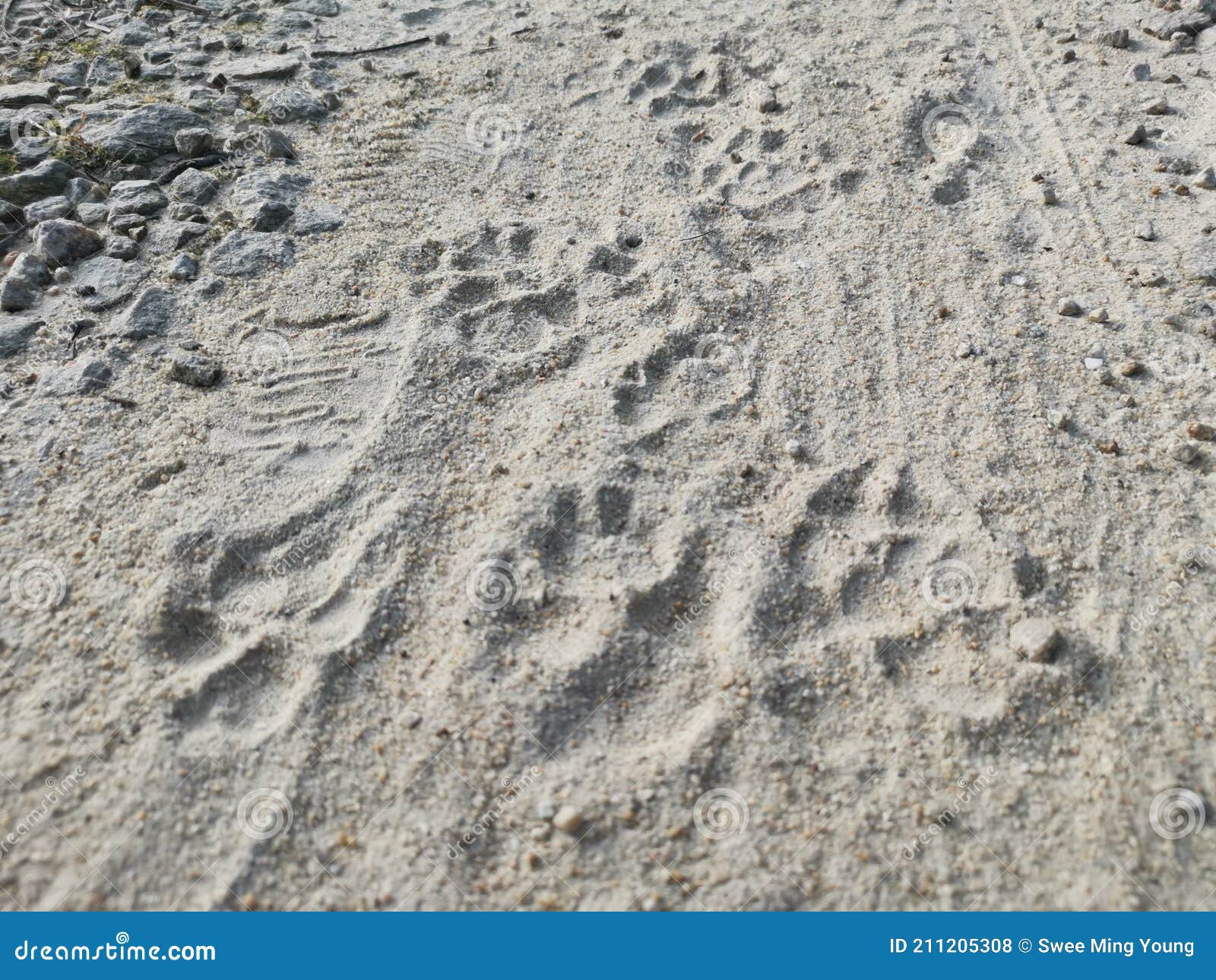 Various Foot Mark Trails on the Rural Sandy Road. Stock Photo - Image ...