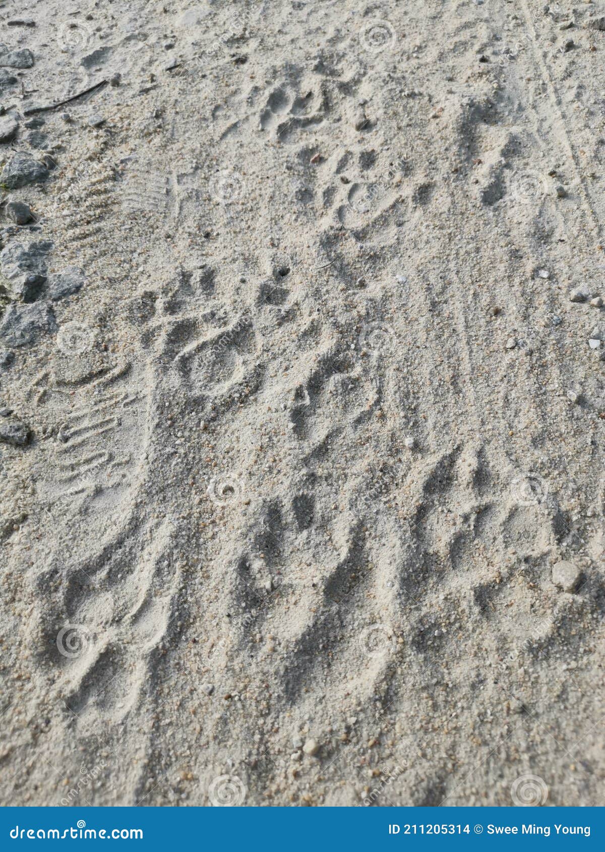 Various Foot Mark Trails on the Rural Sandy Road. Stock Photo - Image ...