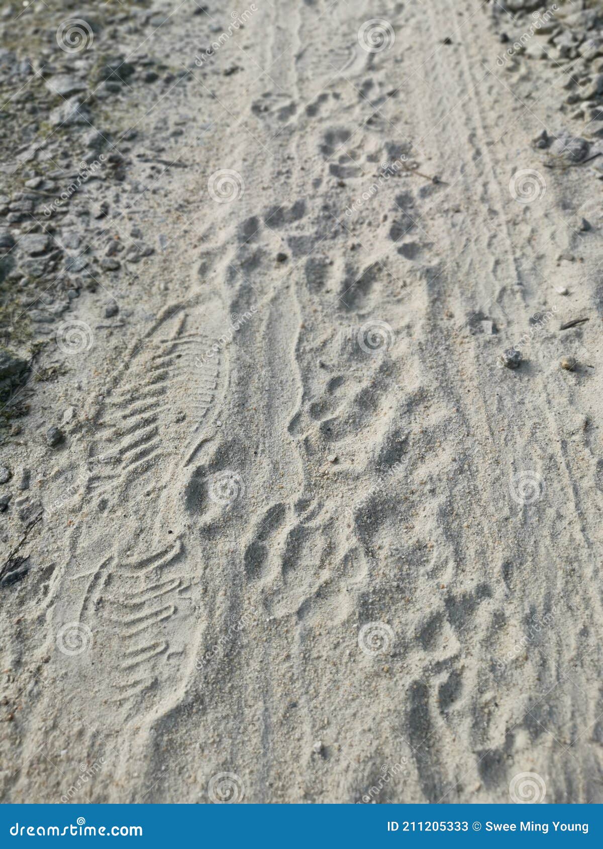 Various Foot Mark Trails on the Rural Sandy Road. Stock Image - Image ...