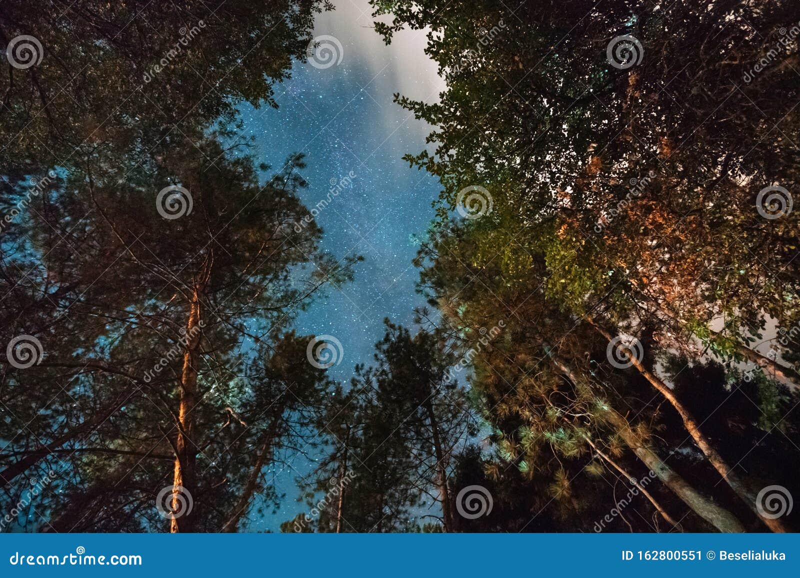 Forest at Night with Blue Starry Sky Background Stock Image - Image of ...