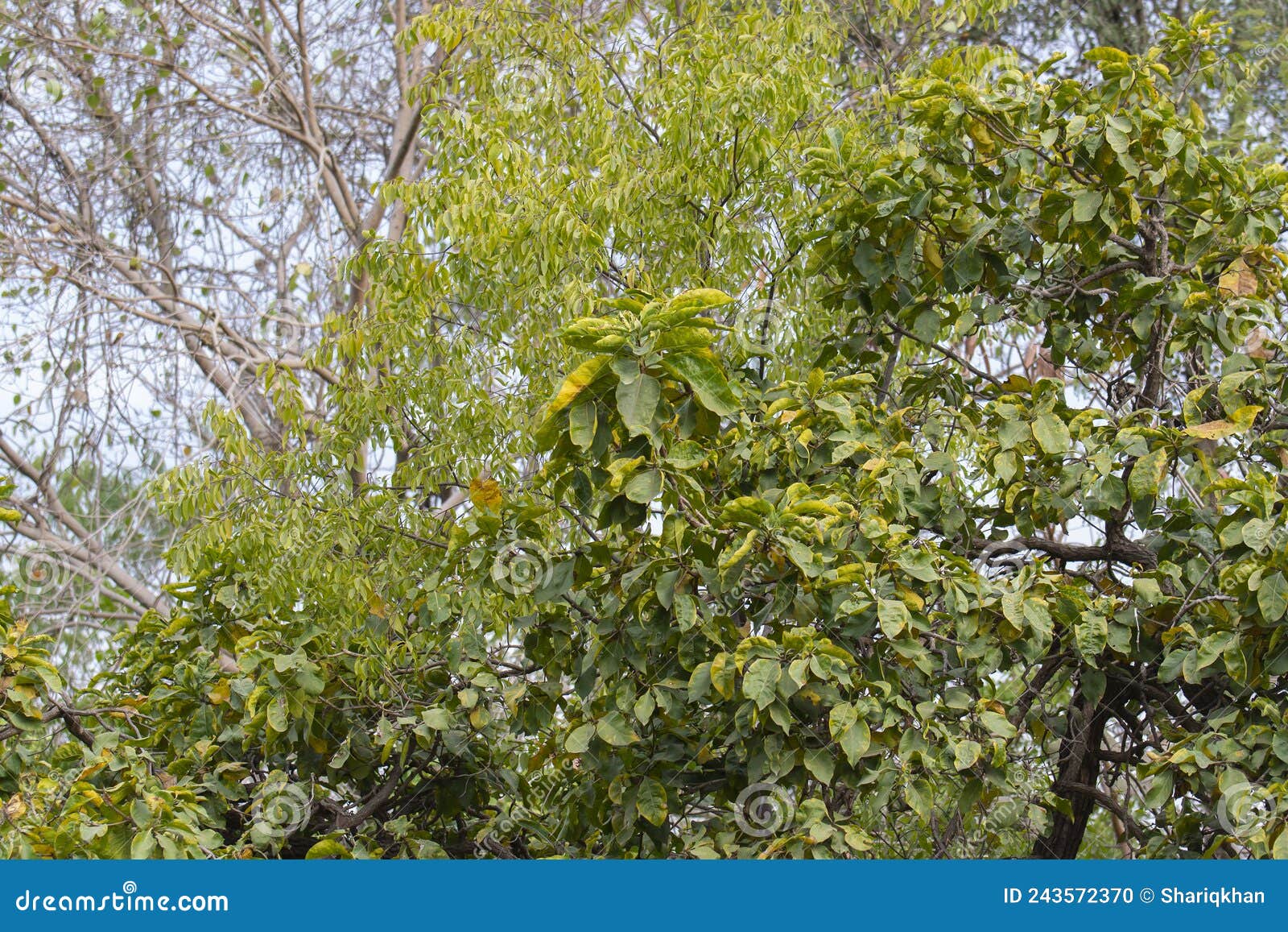 Various Forest Trees with Broad Thin Leaves in the Jungle Stock Photo ...