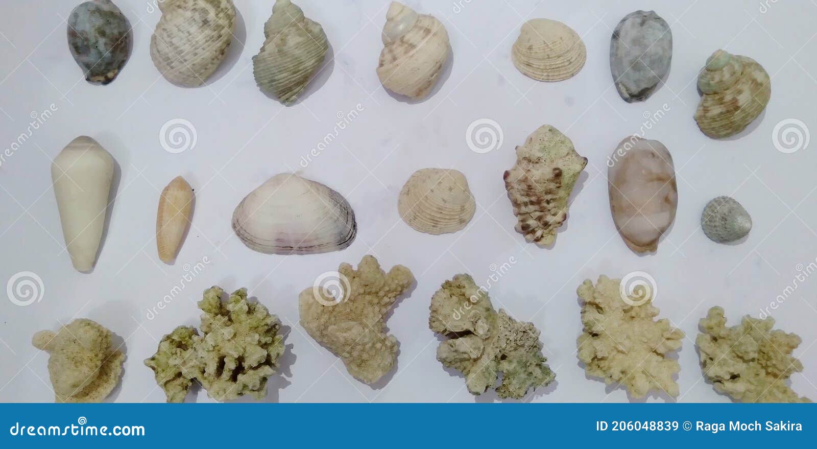 Various Forms of Coral and Sea Shells Stock Image - Image of white ...