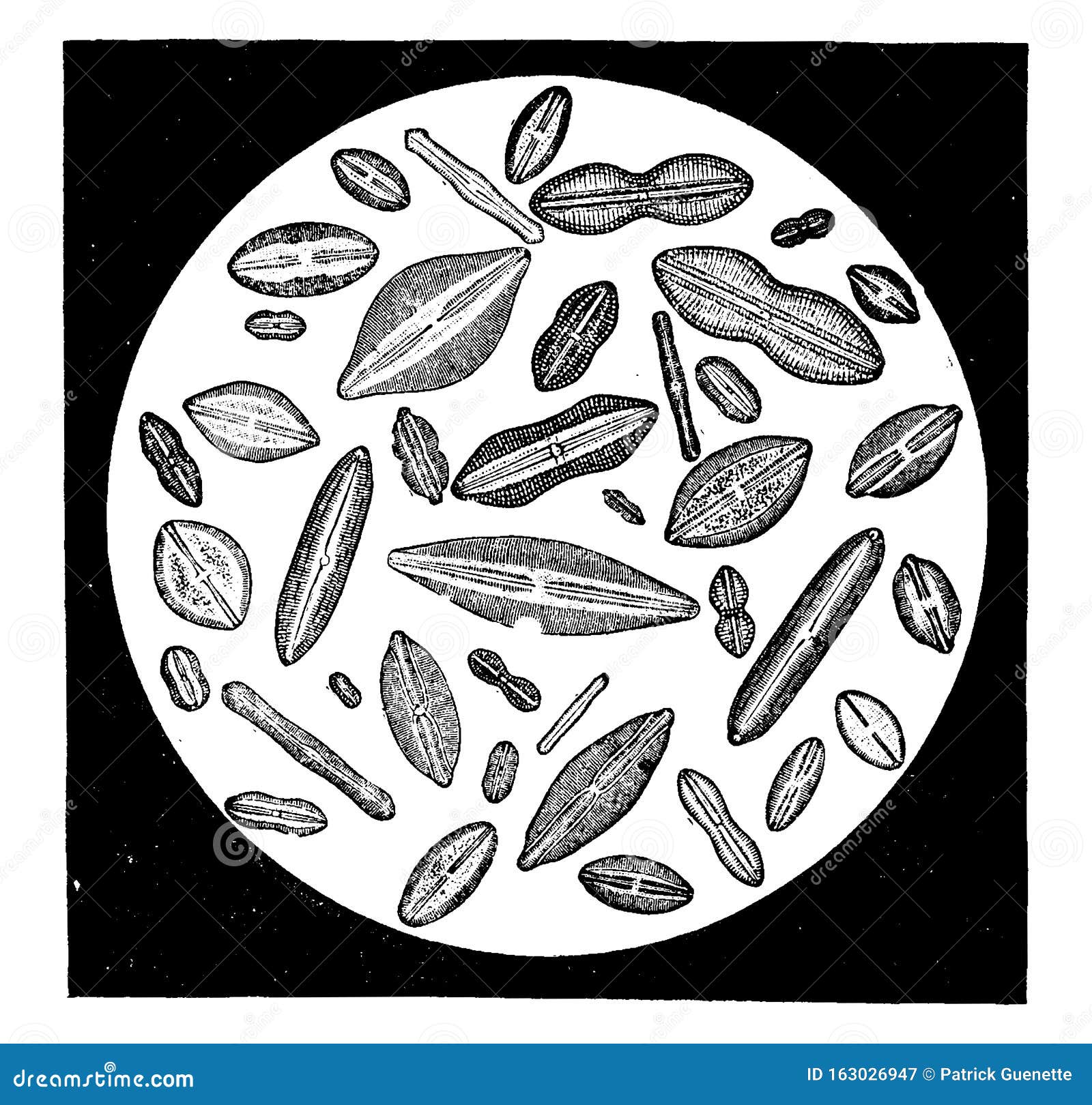 Diatoms Cartoons, Illustrations & Vector Stock Images - 41 Pictures to ...