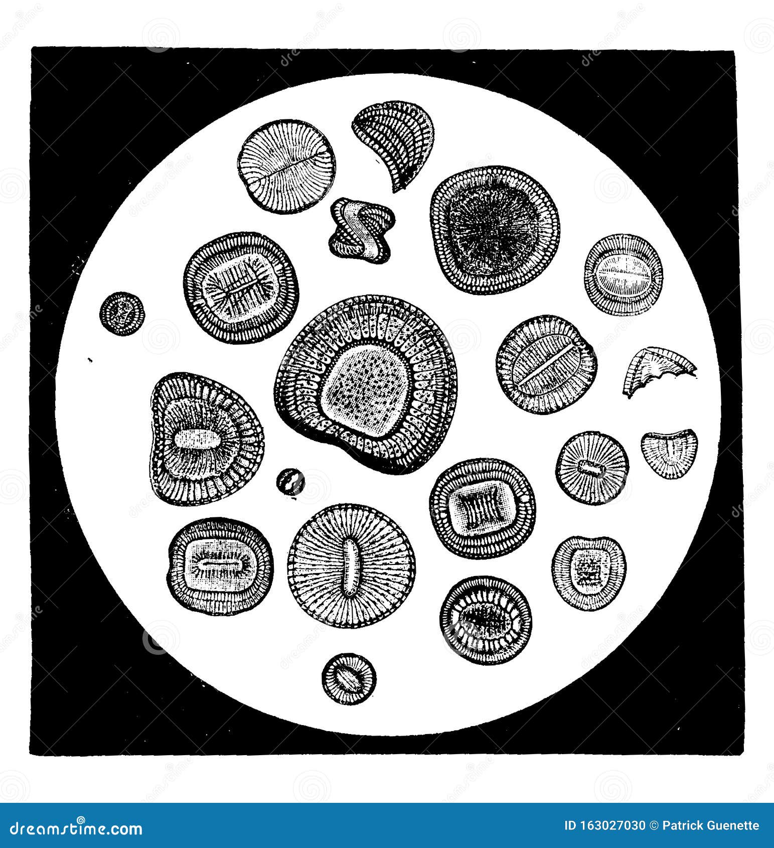 Diatoms Cartoons, Illustrations & Vector Stock Images - 41 Pictures to ...
