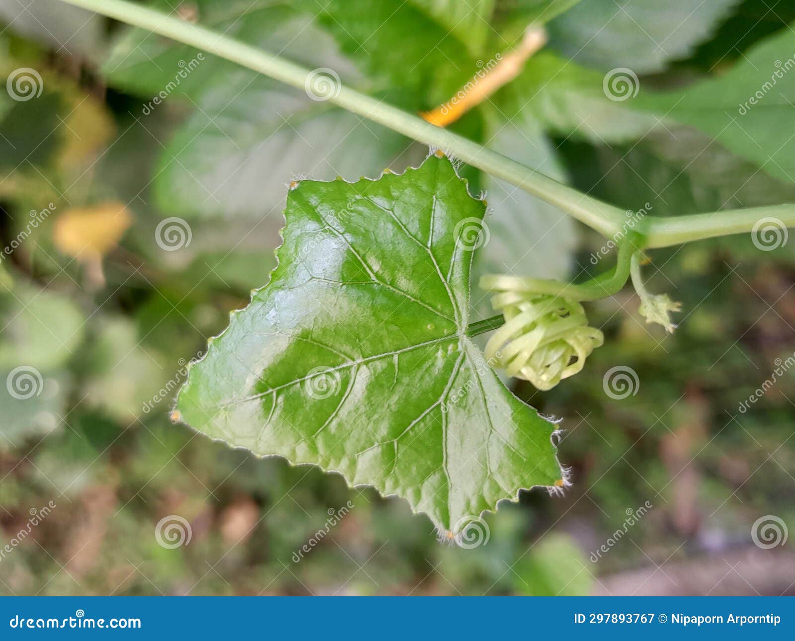Various Forms of Ivy in Nature Stock Image - Image of leaves, beautiful ...