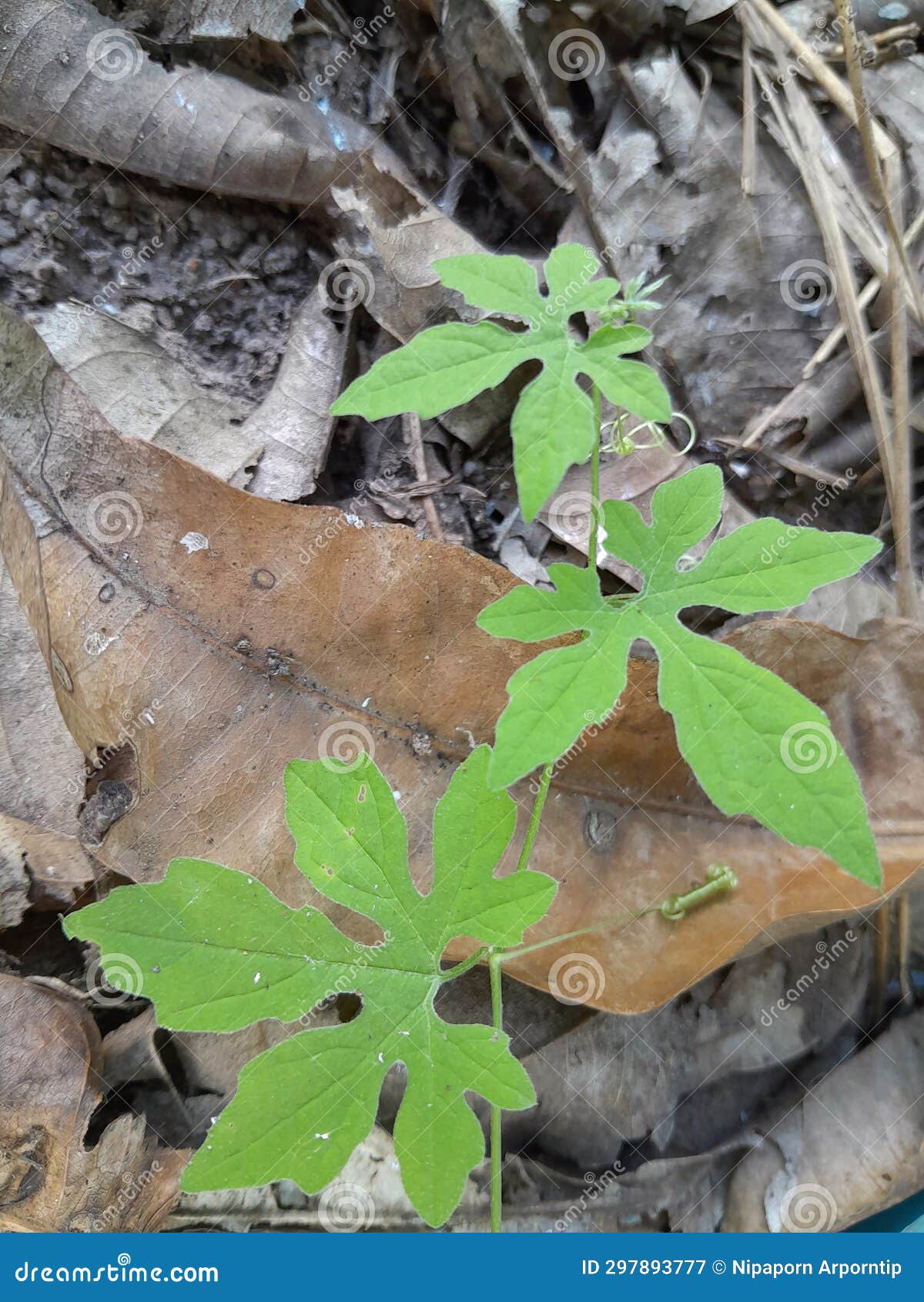 Various Forms of Ivy in Nature Stock Image - Image of beautiful ...