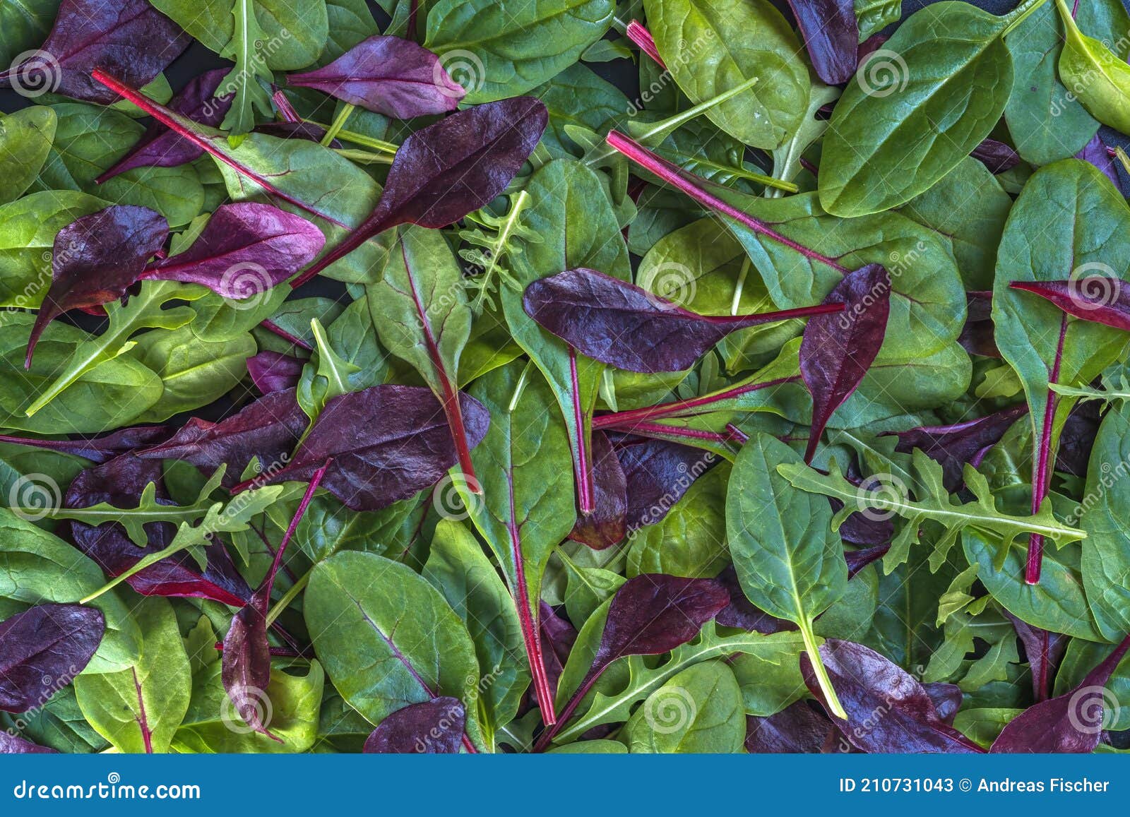 Various Fresh, Colorful Lettuce Leaves As Background Stock Image ...