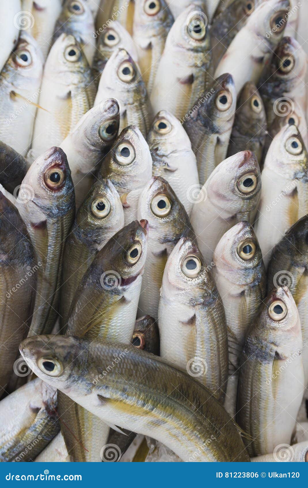 Various Fresh Fish and Seafood at the Fish Market Stock Photo - Image ...