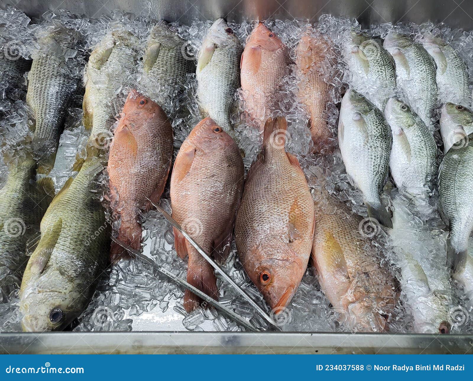 Various Fresh Snapper Fish on Ice Box. Stock Photo - Image of fish ...