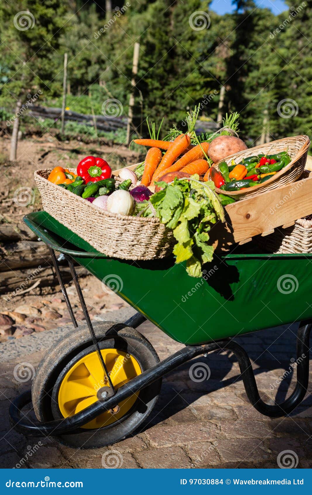 Various Fresh Vegetables in Wheelbarrow Stock Photo - Image of basket ...