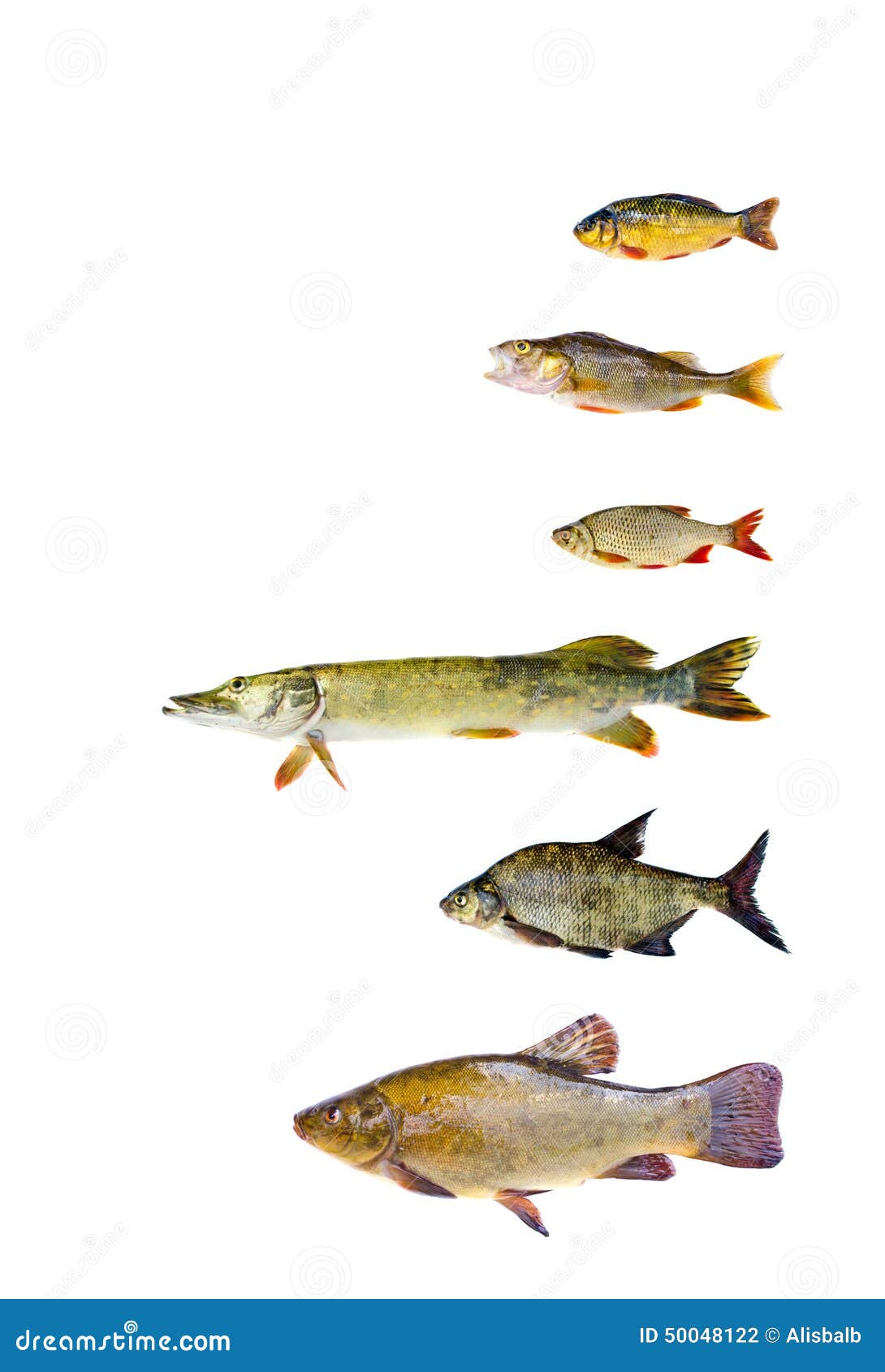Various Freshwater Fish Collection Isolated on White Background Stock ...