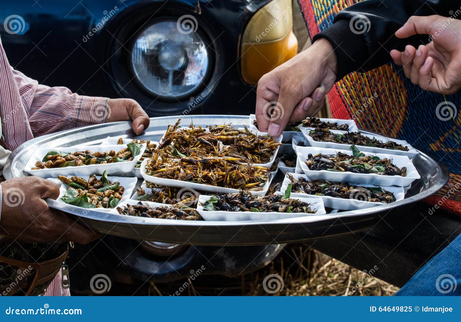 Various fried bugs stock image. Image of life, dinner - 64649825