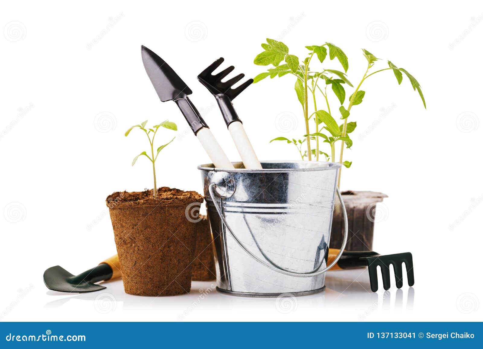 Various Gardening Tools with Tomato and Pepper Seedlings Isolated Stock ...
