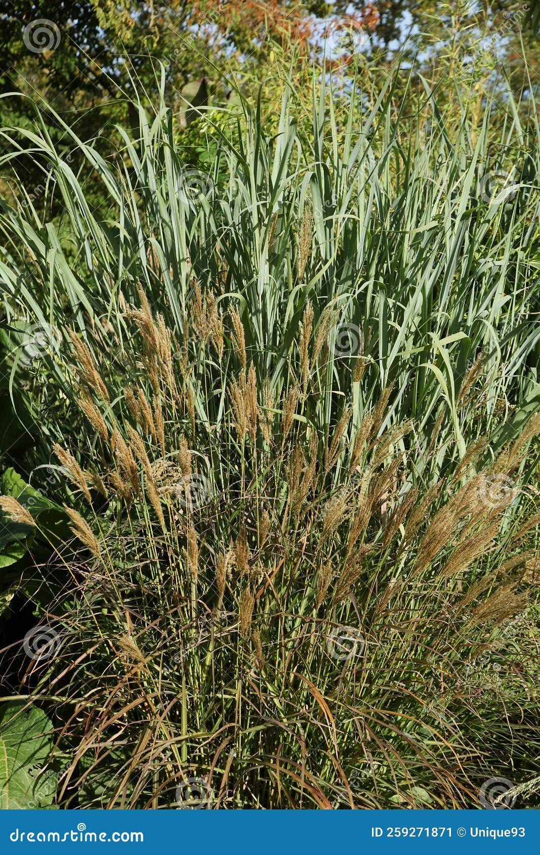 Various Grasses in a Garden Stock Image - Image of garden, summer ...
