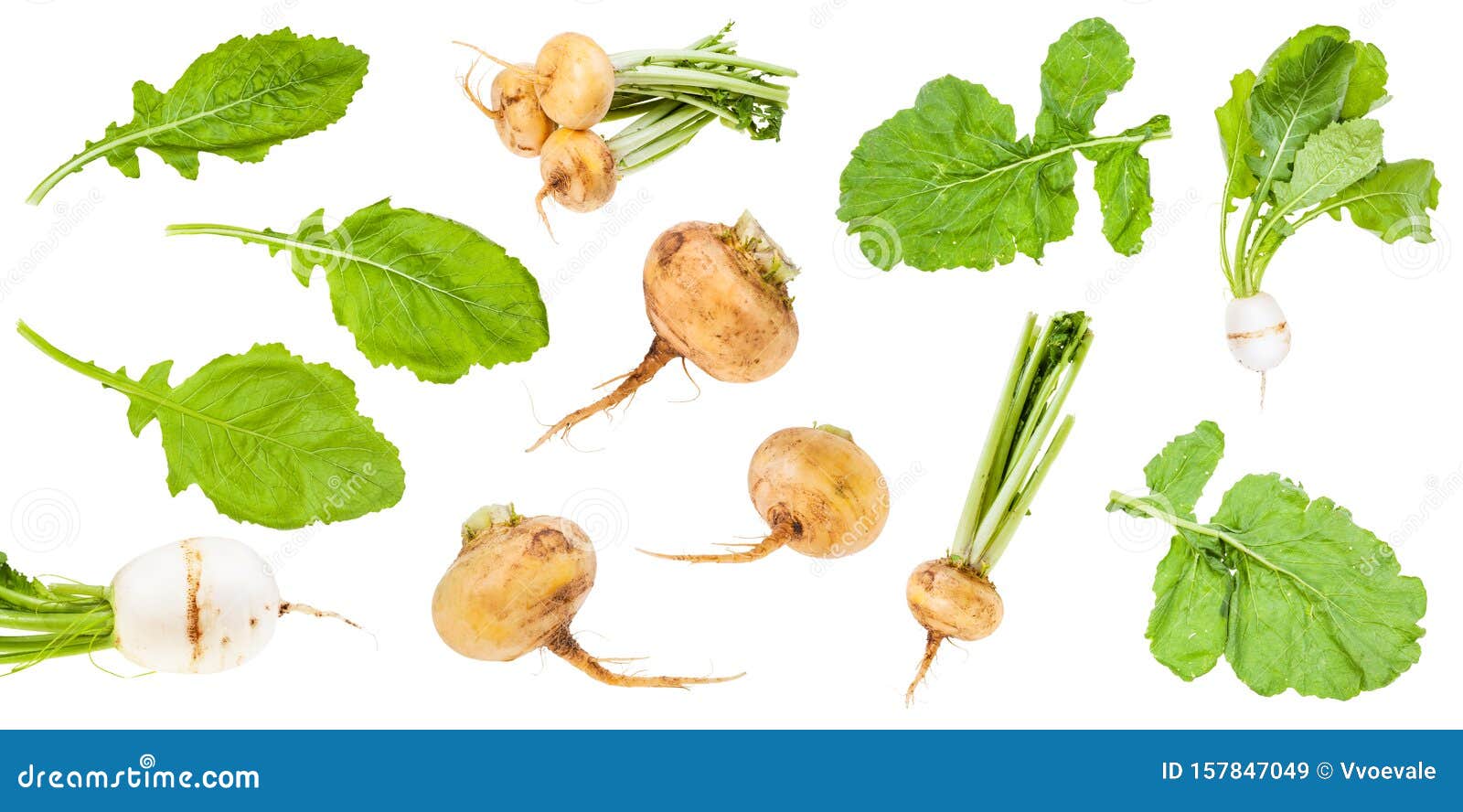 Various Greens and Roots of Turnips Isolated Stock Image - Image of ...