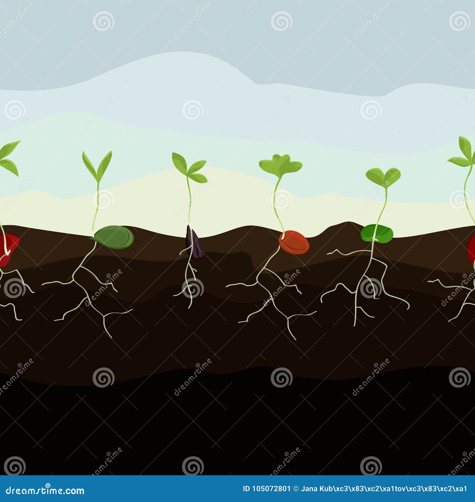 Growing seeds illustration stock vector. Illustration of sunflower ...