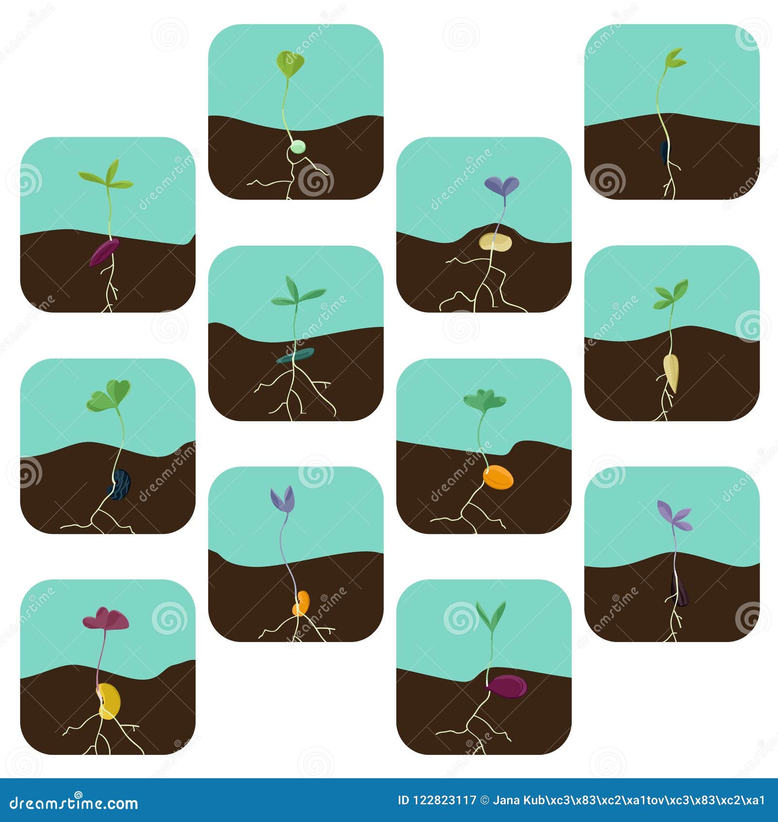 Growing seeds illustration stock vector. Illustration of germination ...