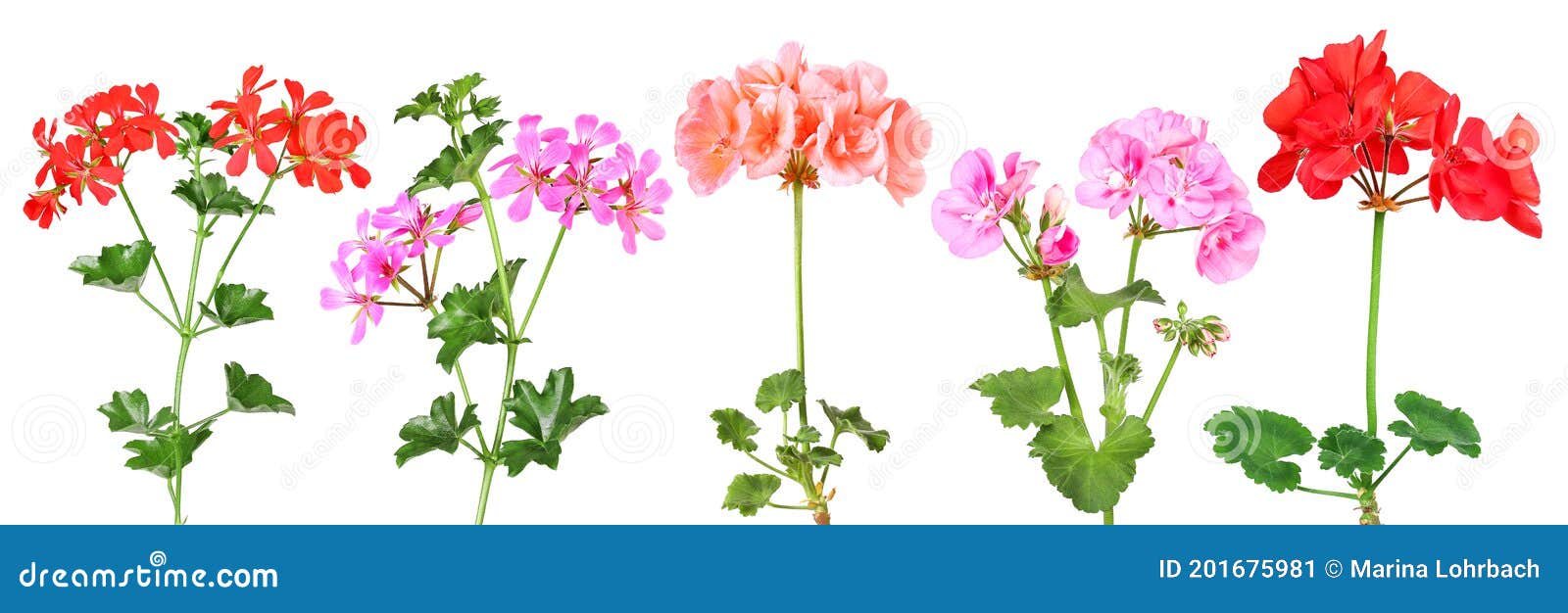 Various Hanging and Standing Geraniums Stock Image - Image of flora ...