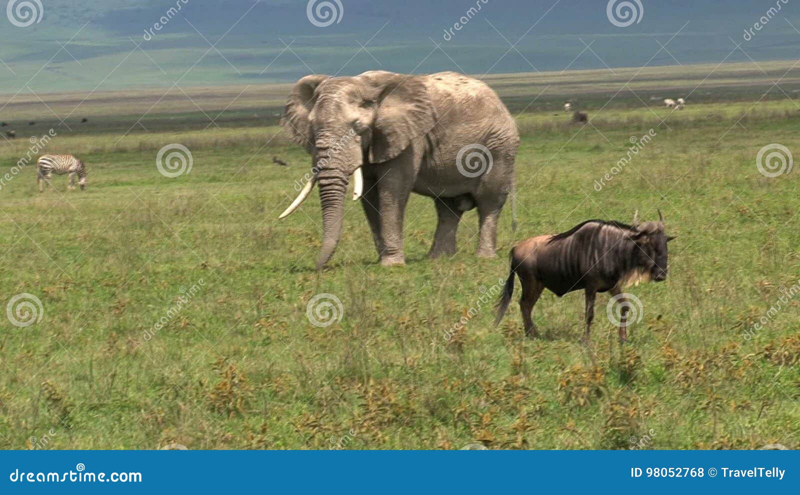 Various Herbivores Stock Footage & Videos - 3 Stock Videos