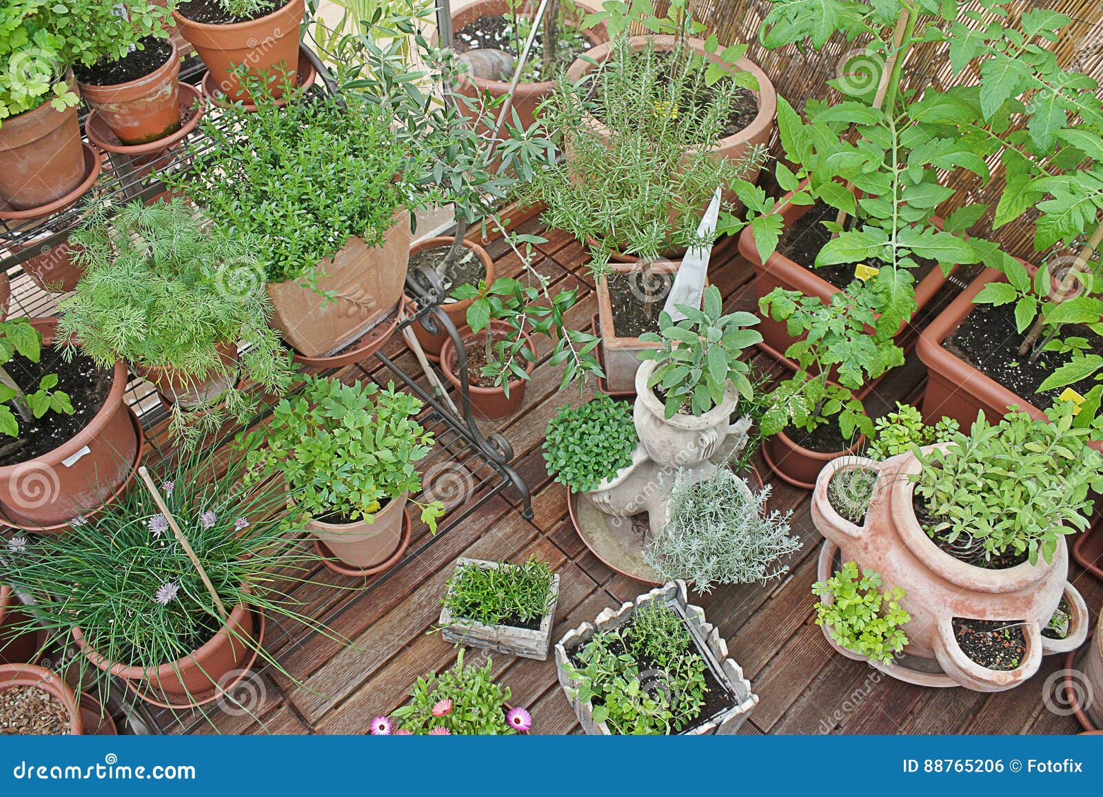 Various herbs in pots stock photo. Image of dill, growth - 88765206