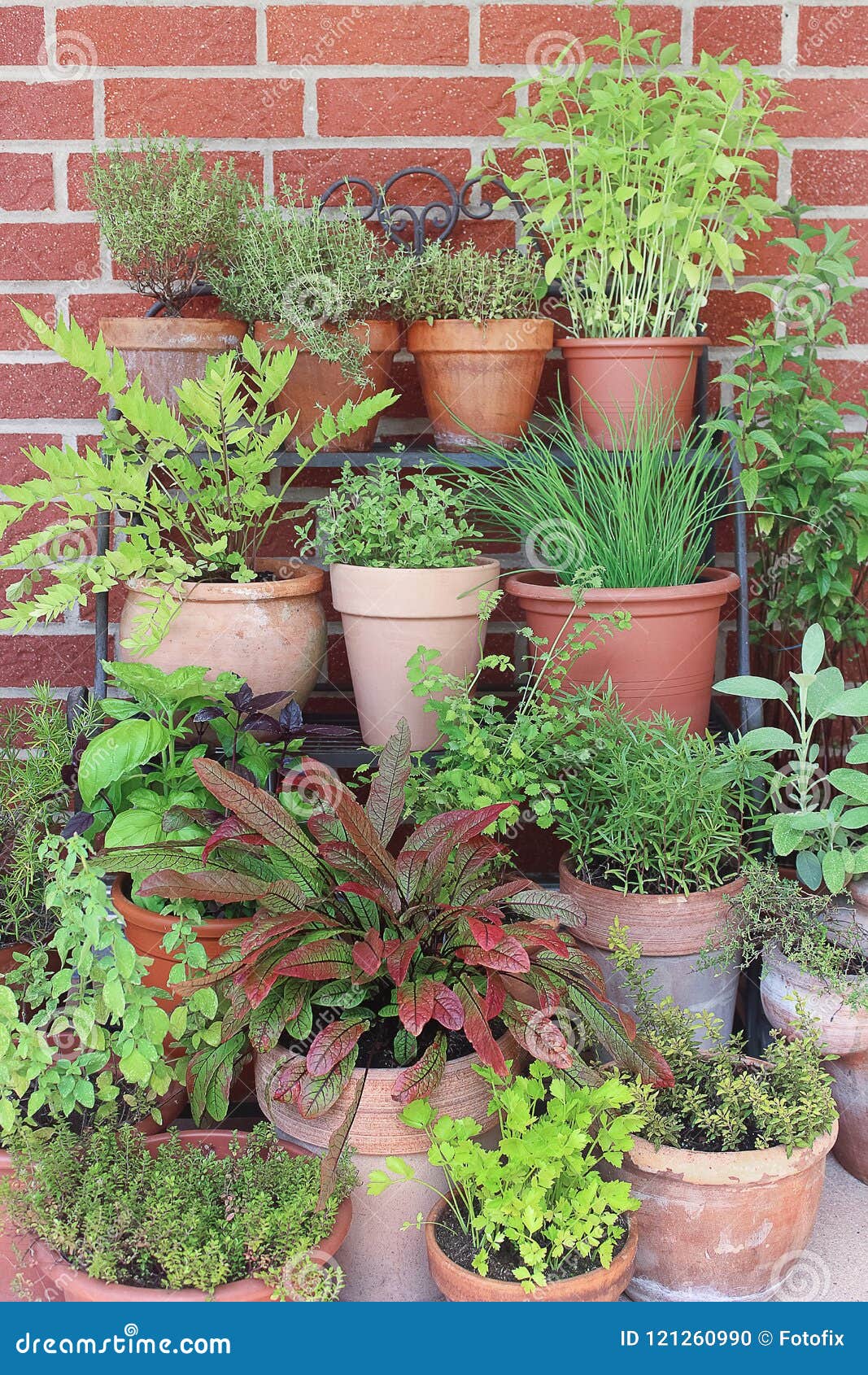 Various herbs in pots stock photo. Image of natural - 121260990