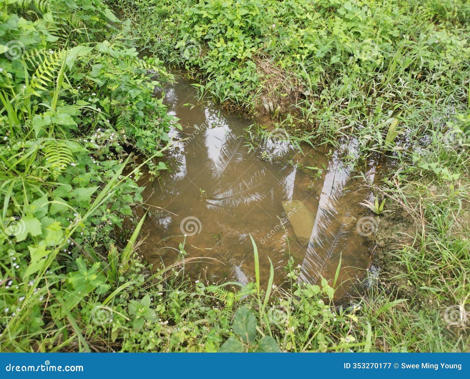 Various Scene of the Reflective Surface Puddle or Rural Drain at the ...