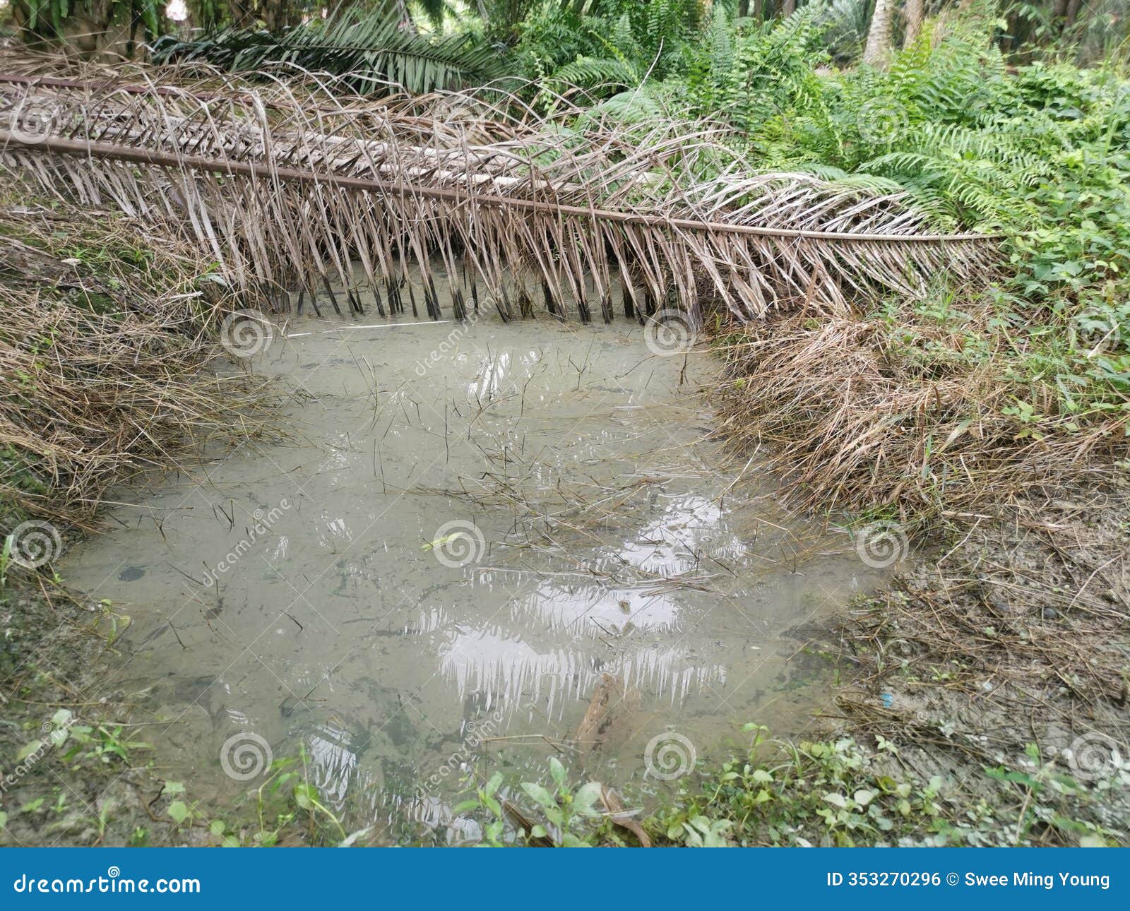 Various Scene of the Reflective Surface Puddle or Rural Drain at the ...