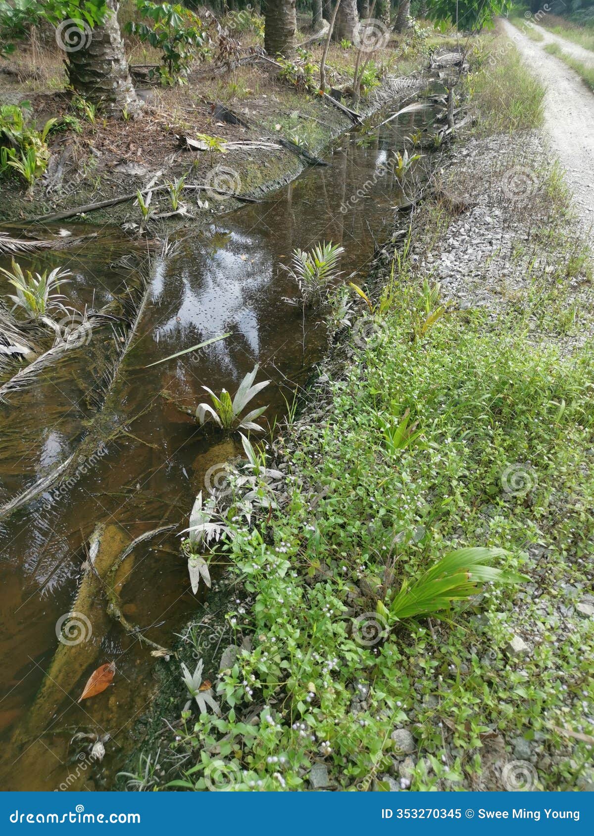 Various Scene of the Reflective Surface Puddle or Rural Drain at the ...
