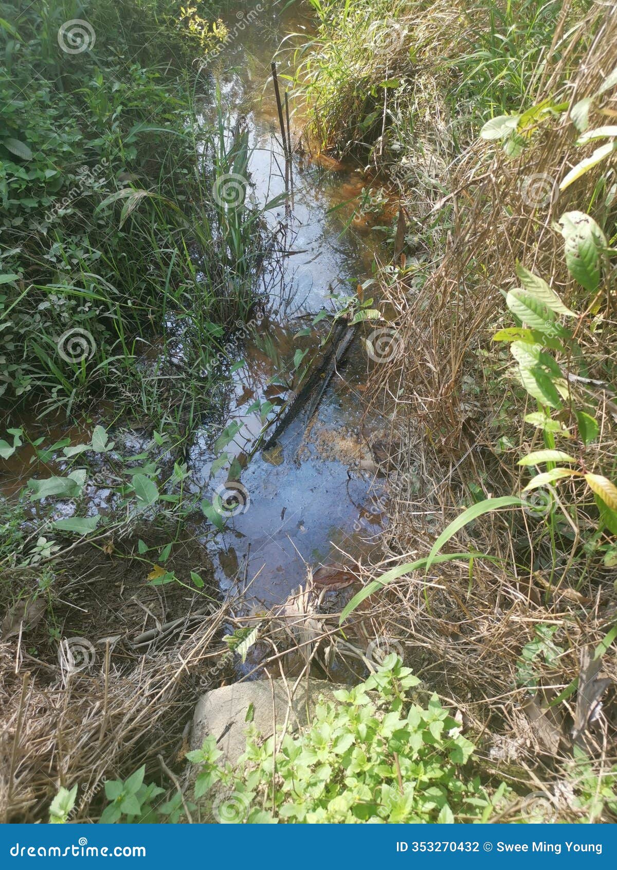 Various Scene of the Reflective Surface Puddle or Rural Drain at the ...
