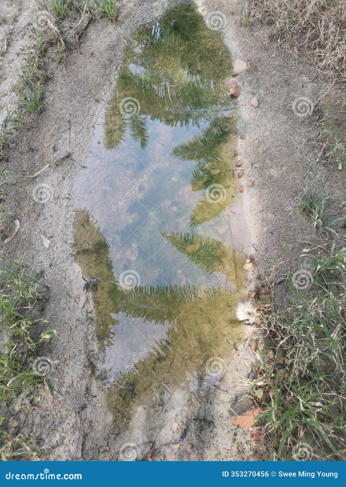 Various Scene of the Reflective Surface Puddle or Rural Drain at the ...