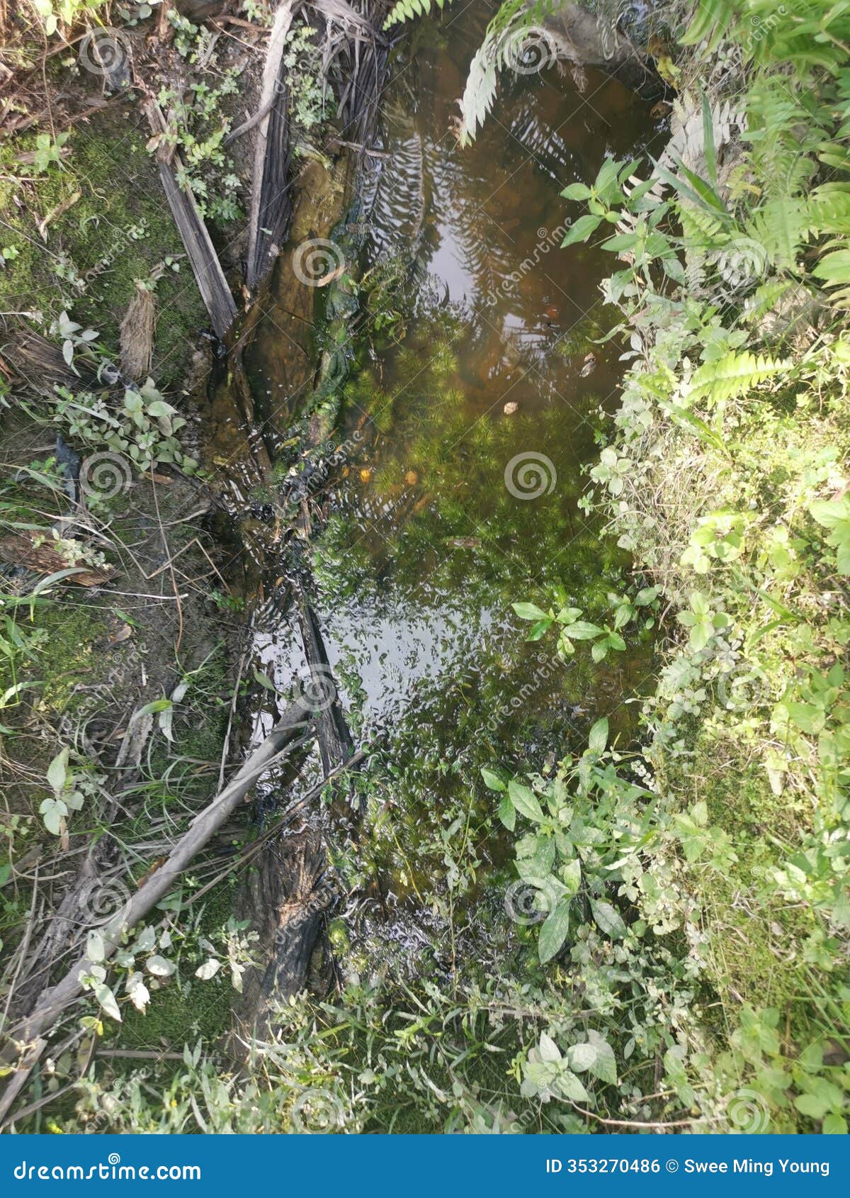 Various Scene of the Reflective Surface Puddle or Rural Drain at the ...