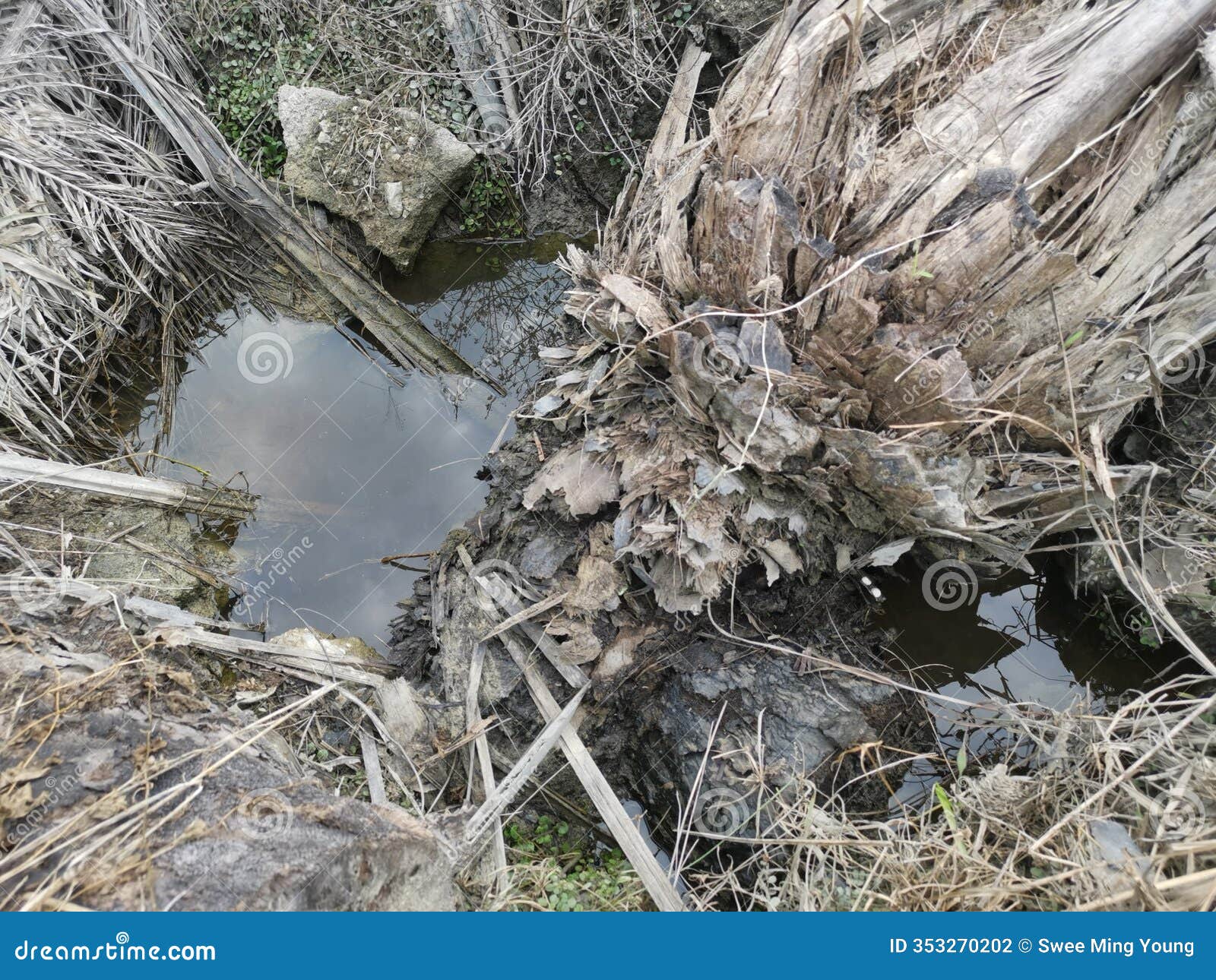 Various Scene of the Reflective Surface Puddle or Rural Drain at the ...