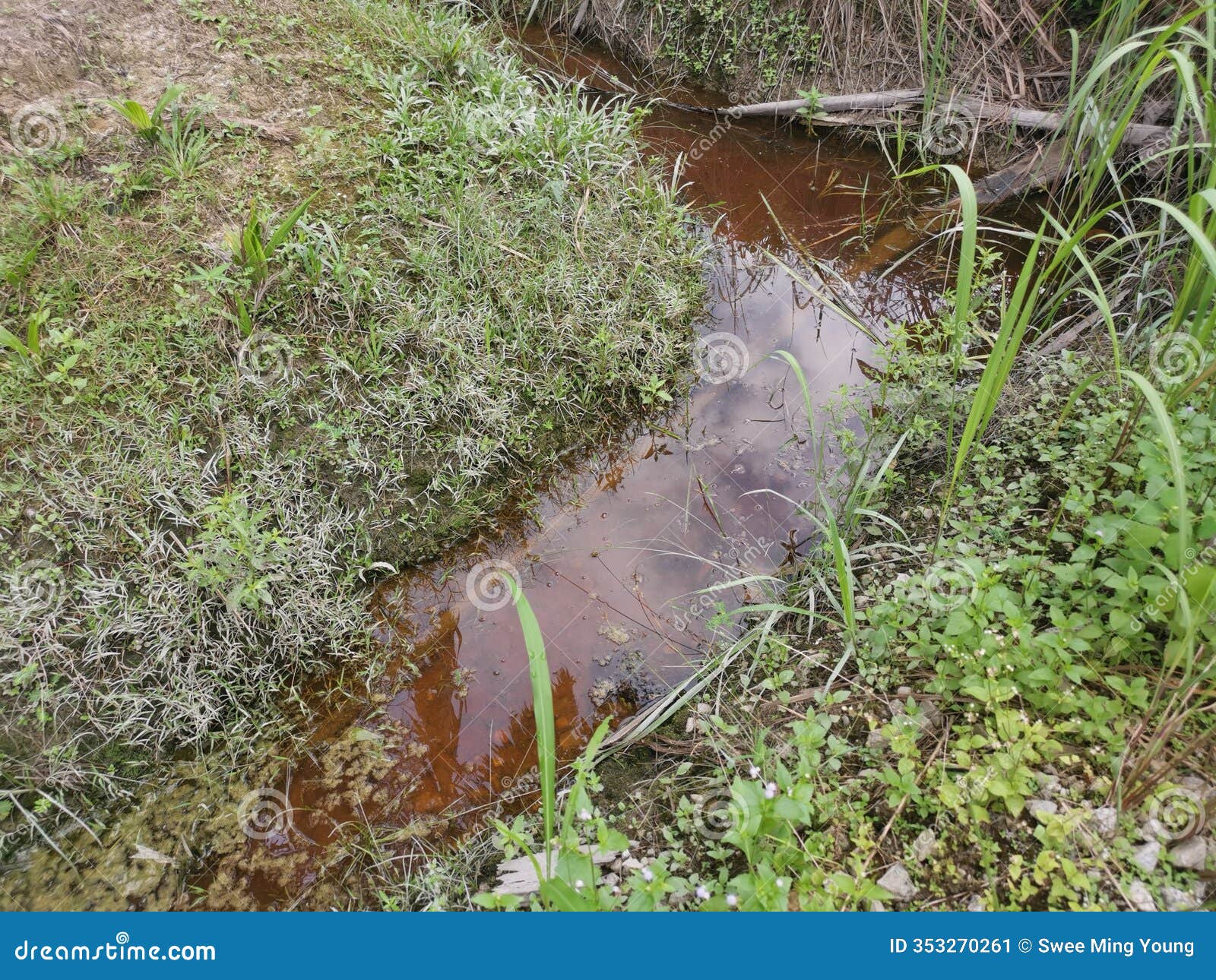 Various Scene of the Reflective Surface Puddle or Rural Drain at the ...