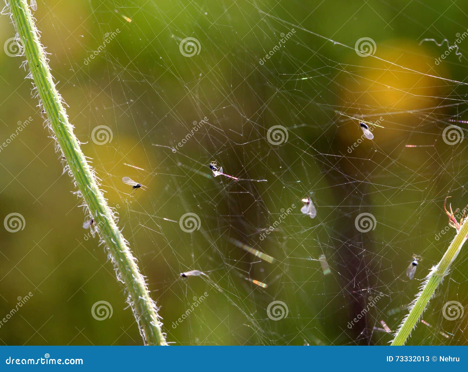 Various Insects Caught in a Spiders Web. Stock Image - Image of trap ...
