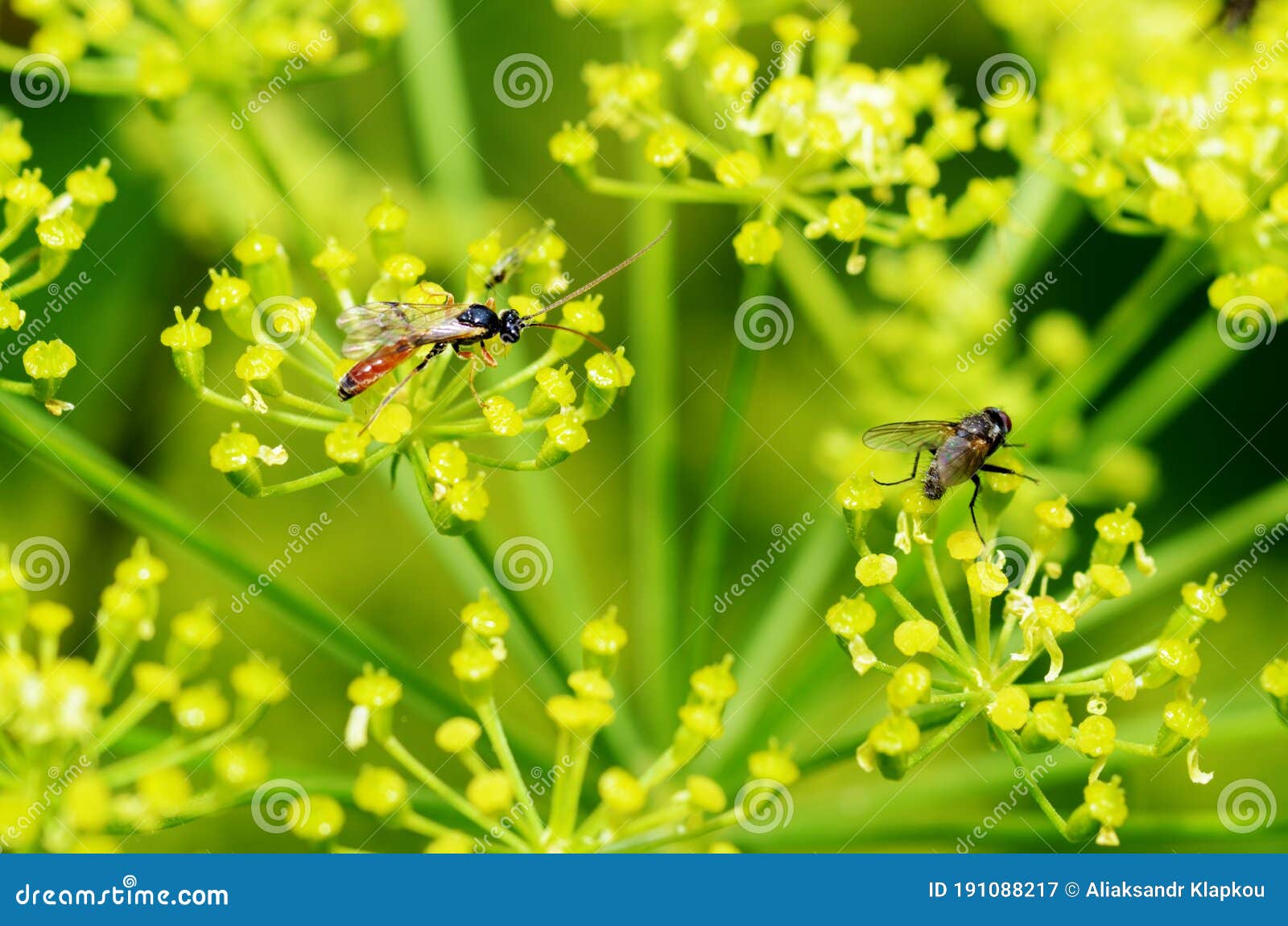 Various Insects Feed on Plant Pollen Stock Image - Image of leaf ...